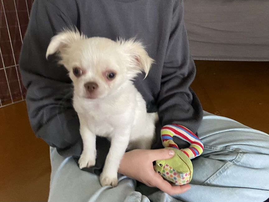 Чихуахуа щенок длинношерстный