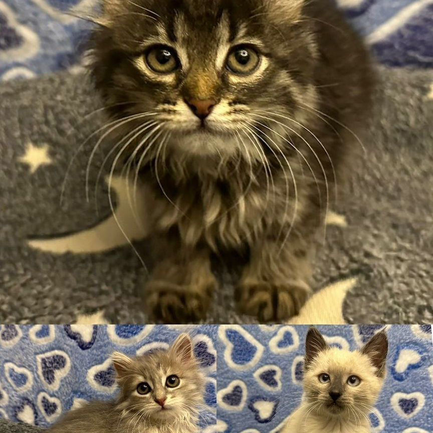 Ласковые котята ищут дом