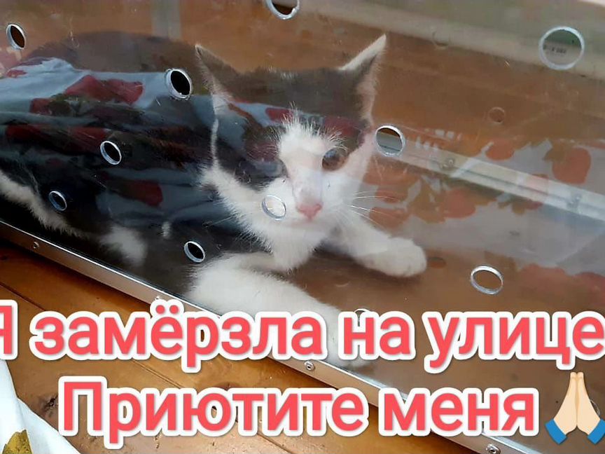 Спасите Венеру