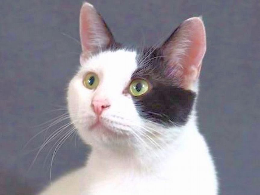 Кот Спокойный, общительный, игривый