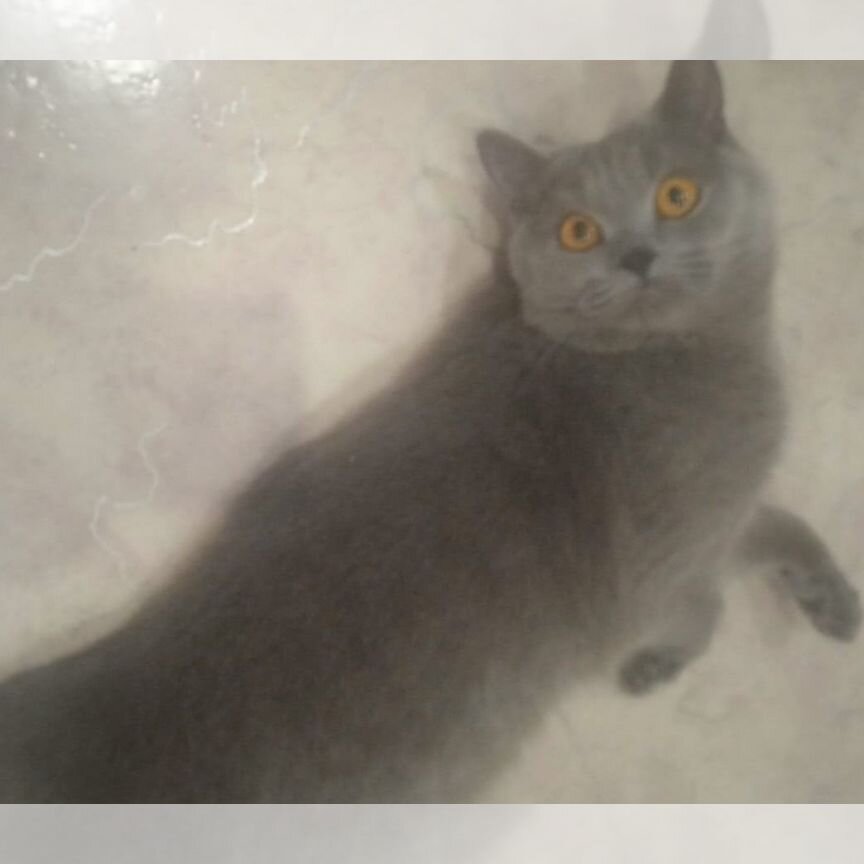 Шотландская прямоухая короткошёрстная кошка, взрослая