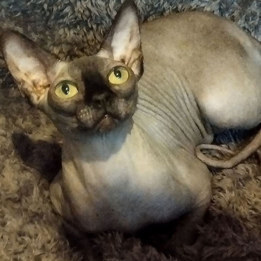 Кошечка Канадского сфинкса