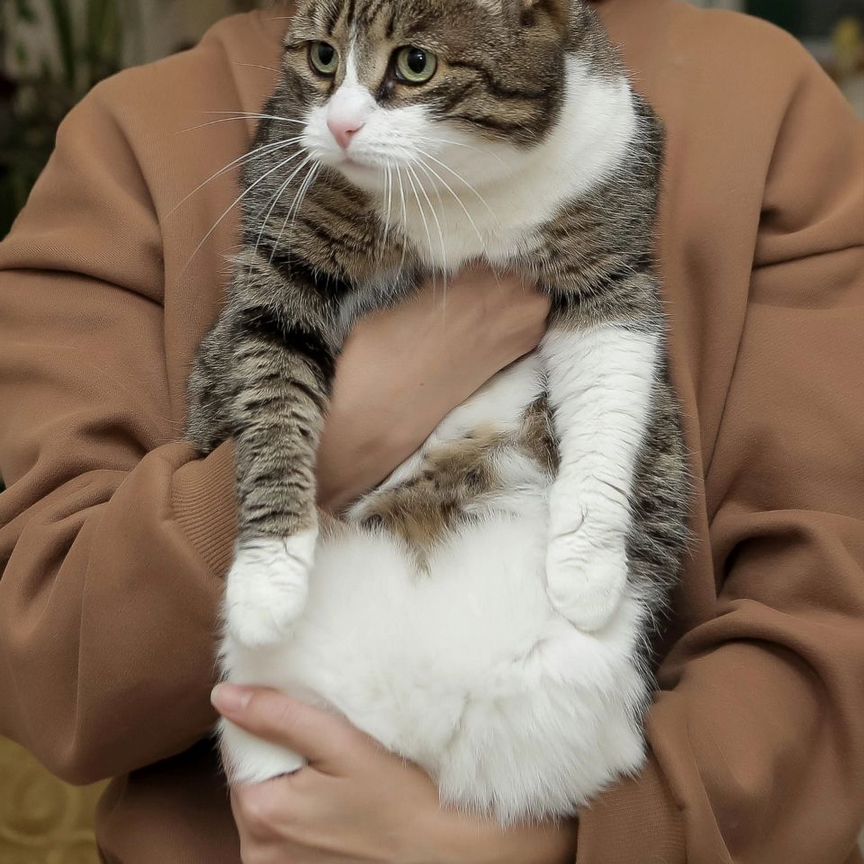 Ласковая кошка