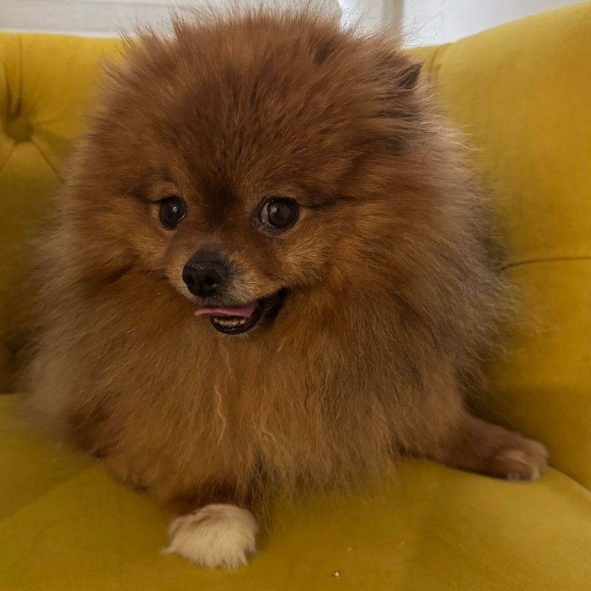 Померанский шпиц, взрослая собака