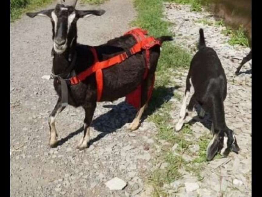 Лифчик для козы