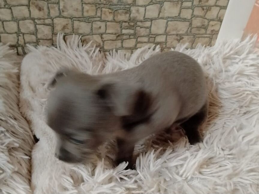 С Р О Ч Н О мини мальчик чихуахуа Челябинск