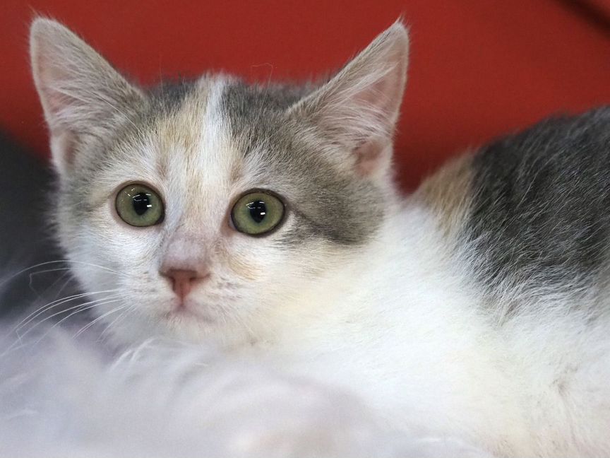 Миссия Невыполнима