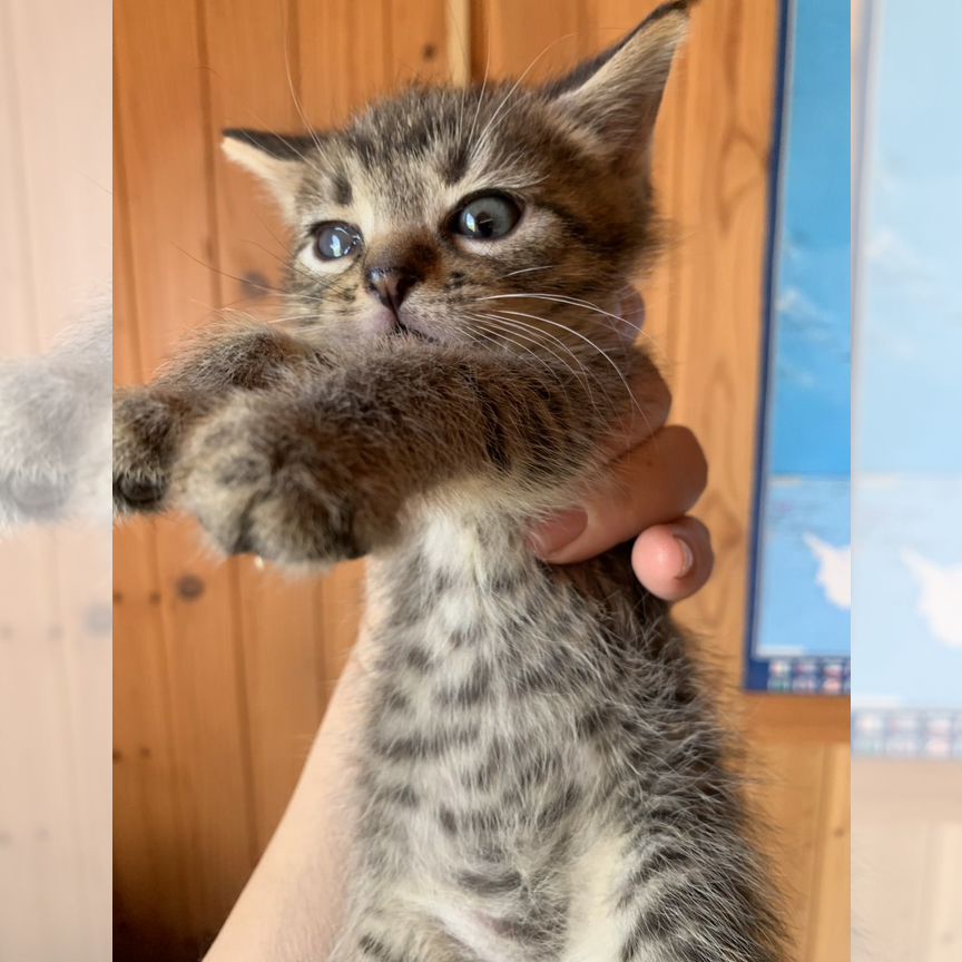 Котёнок в добрые руки