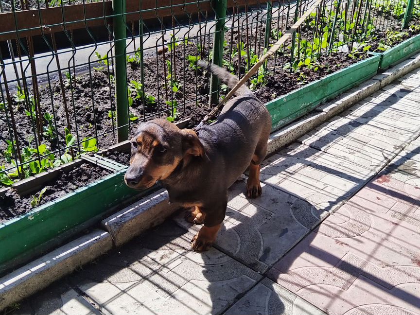 Щенок таксы, Собака в добрые руки