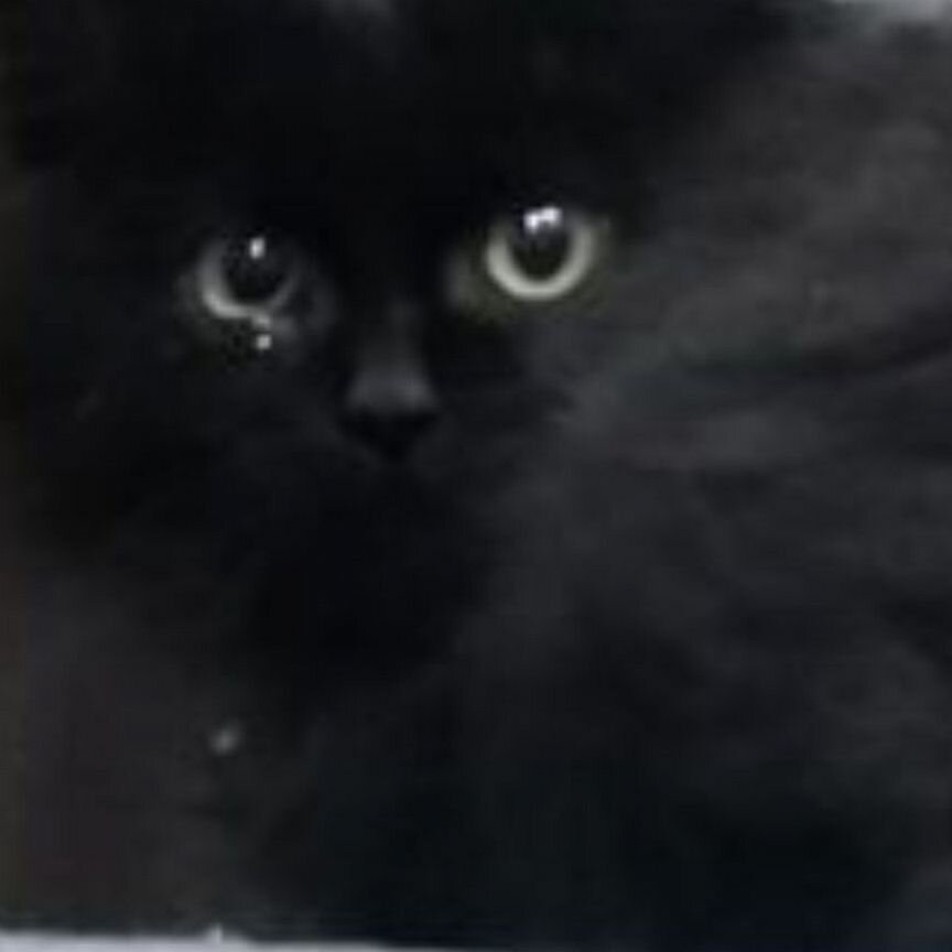 Котенок 3 месяца девочка