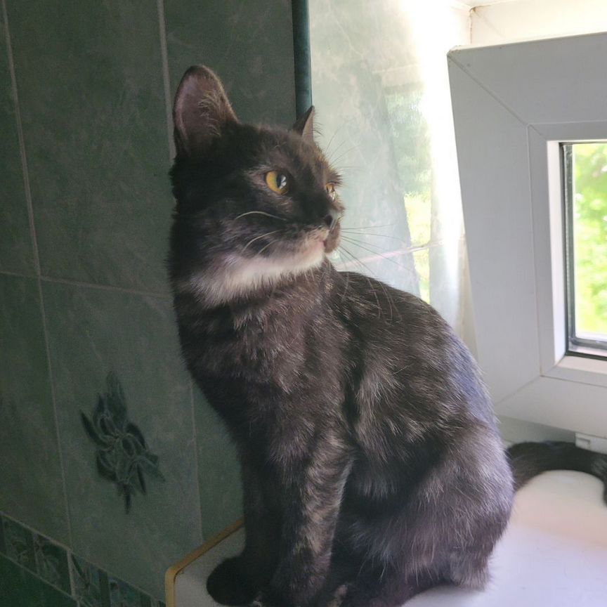 Котенок 3.5 месяца девочка