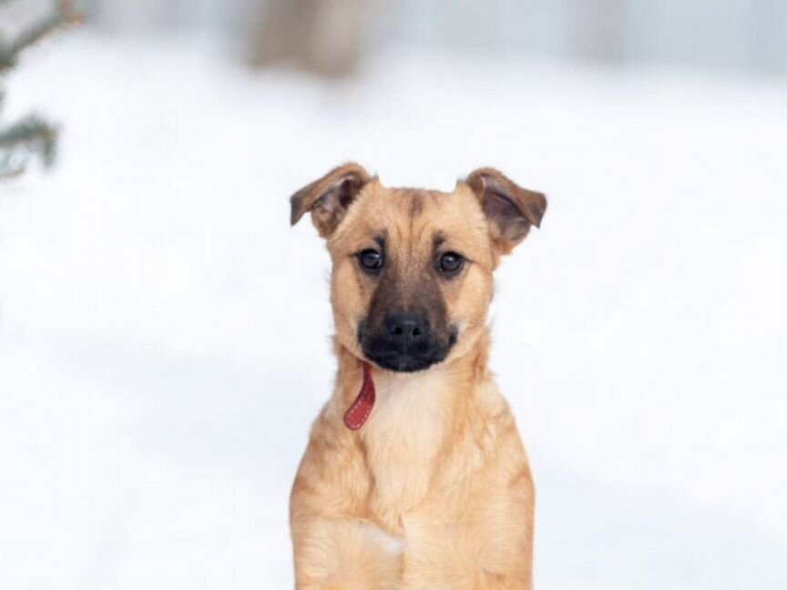 Щенок 4,5 мес от маленькой собачки