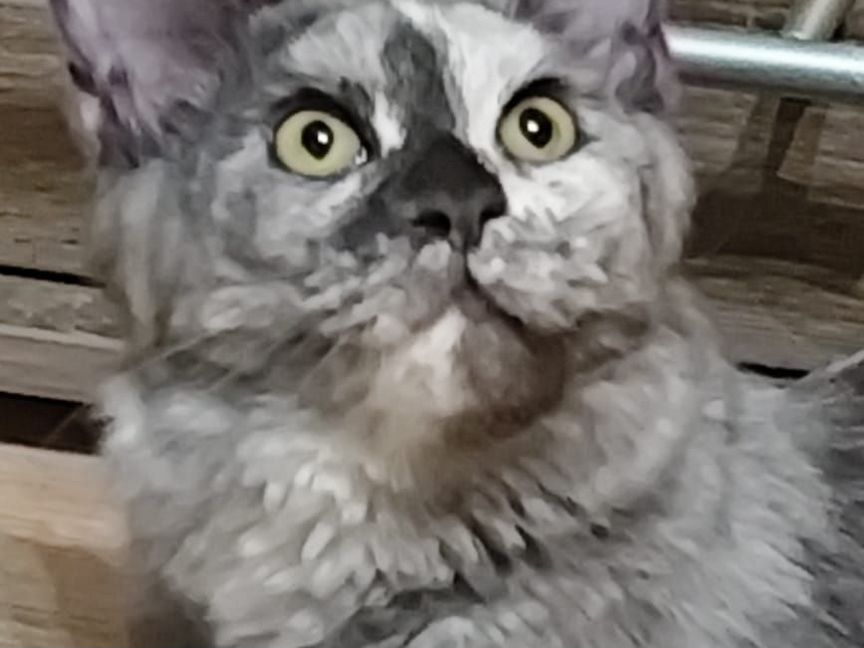 Кошка