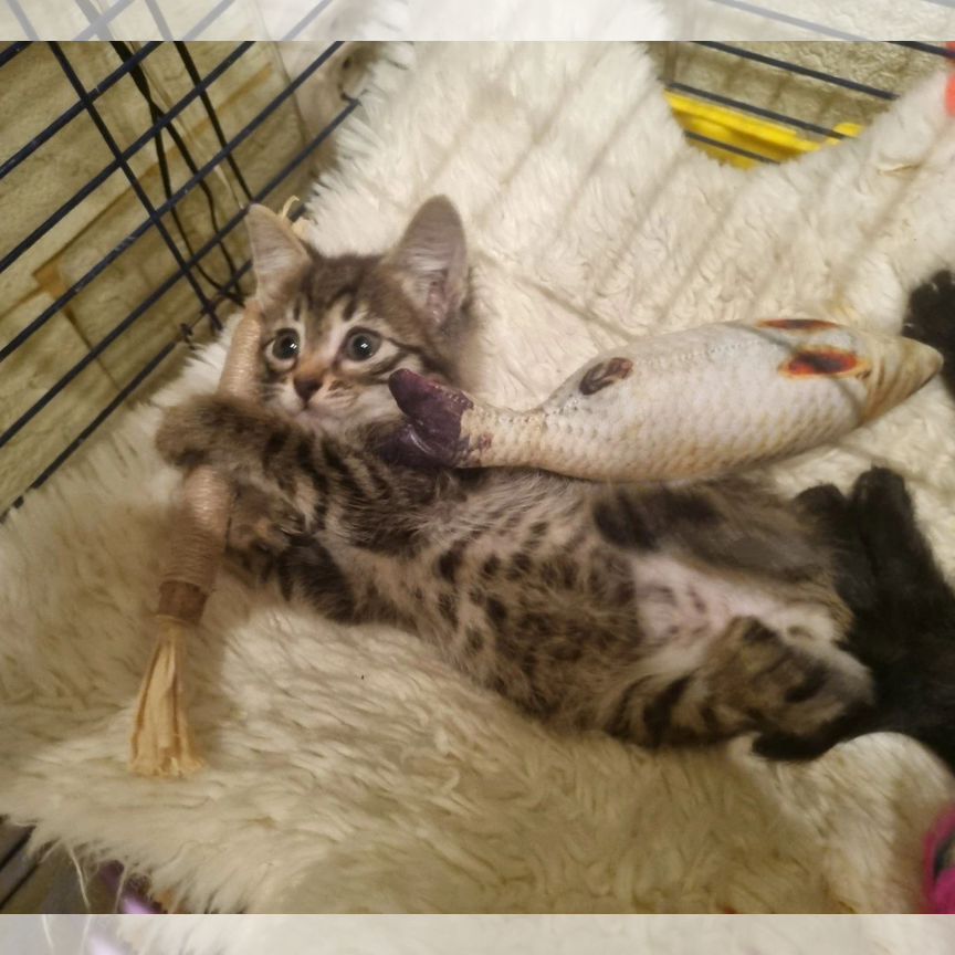 Котенок