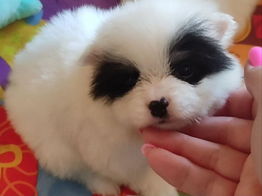 Шпицы с голубыми глазами