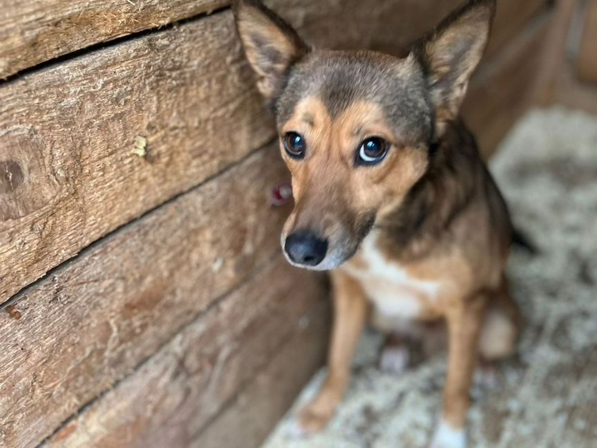 Собаке одиноко в приюте