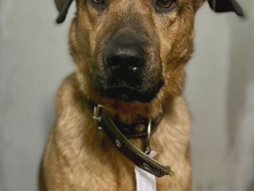 Умный пёс Марсель ищет дом