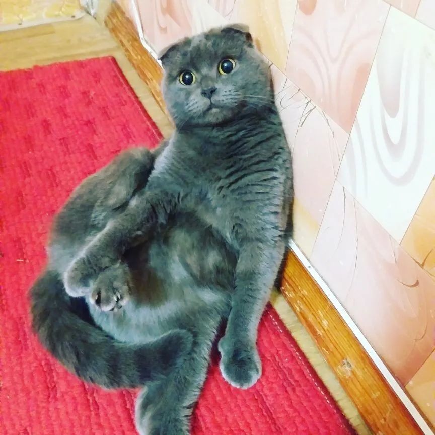 Шотландский котенок