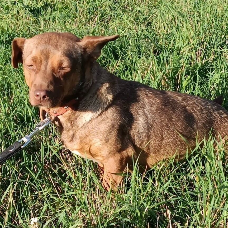 Взрослая собака в добрые руки