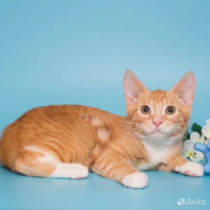 Котенок Оскар 3 мес ищет дом