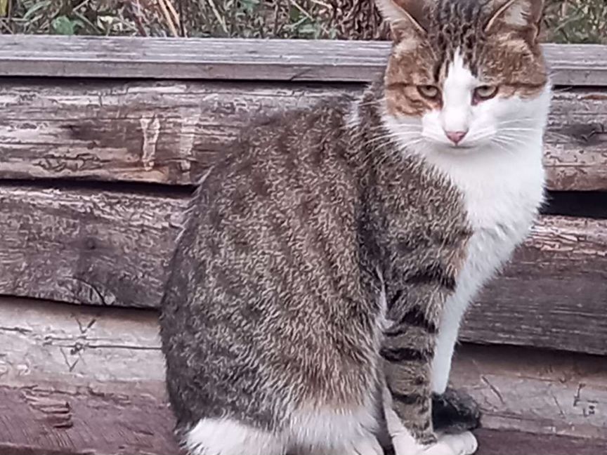 Шикарный ласковый котнуждается в заботе