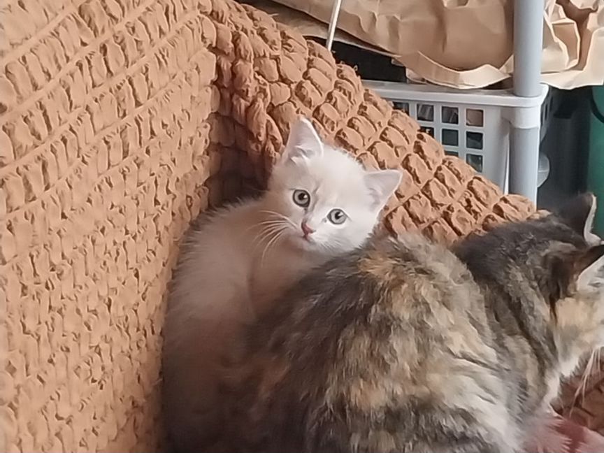 Котёнок