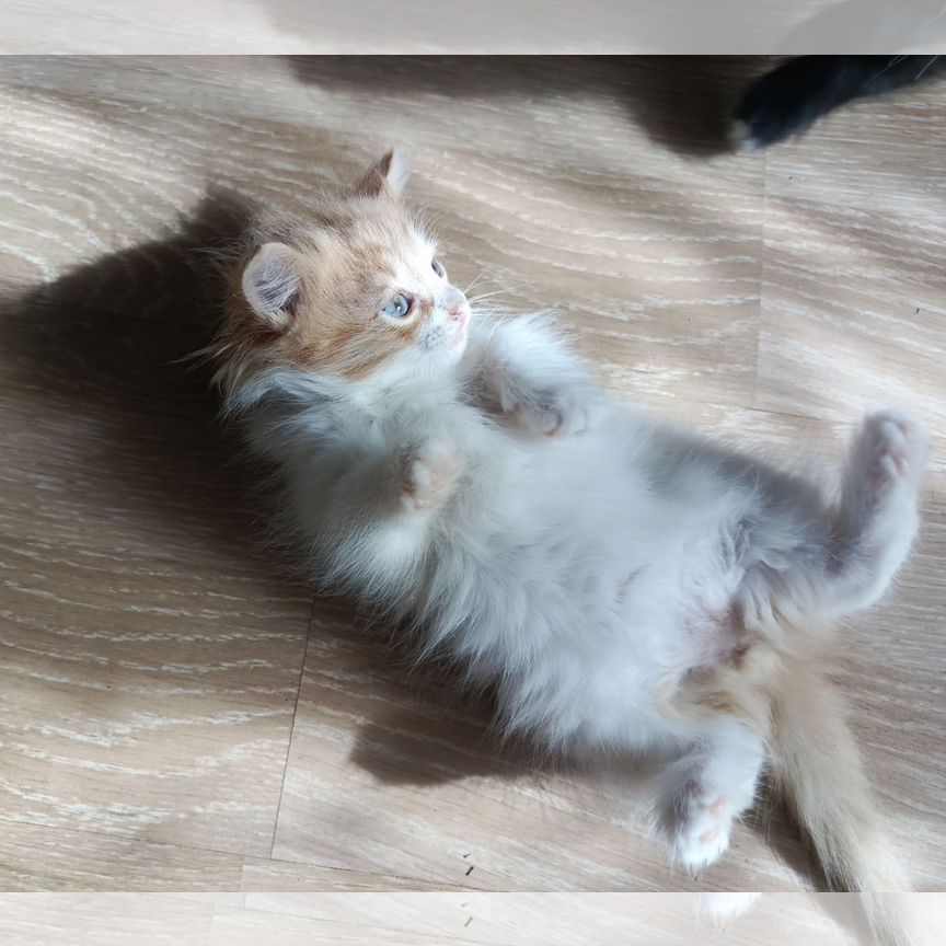 Рыжий котенок