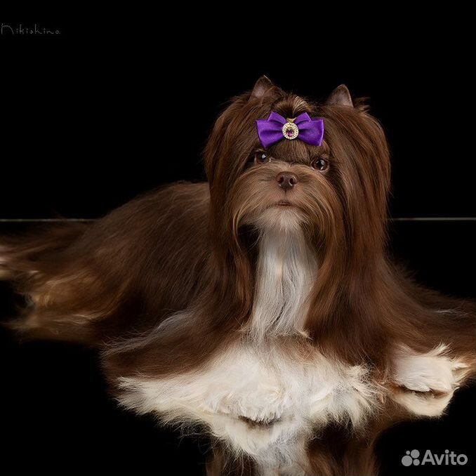 Роскошный мальчик биро вязка