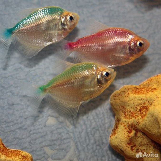 Тернеция Разноцветная (Карамелька) (арт 6023)