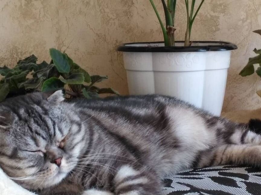 Шотландская вислоухая кошка бесплатно