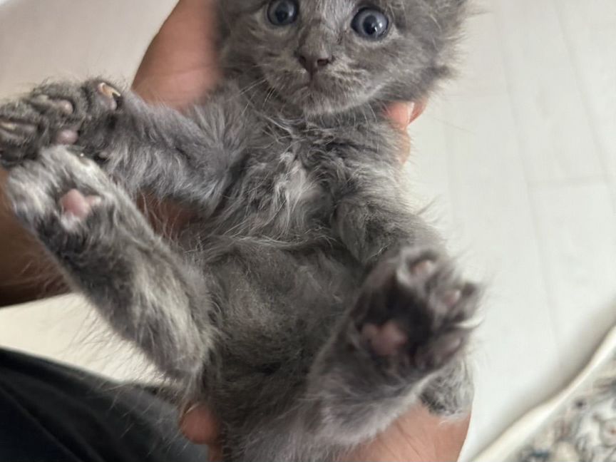 Котята метисы без хвостика