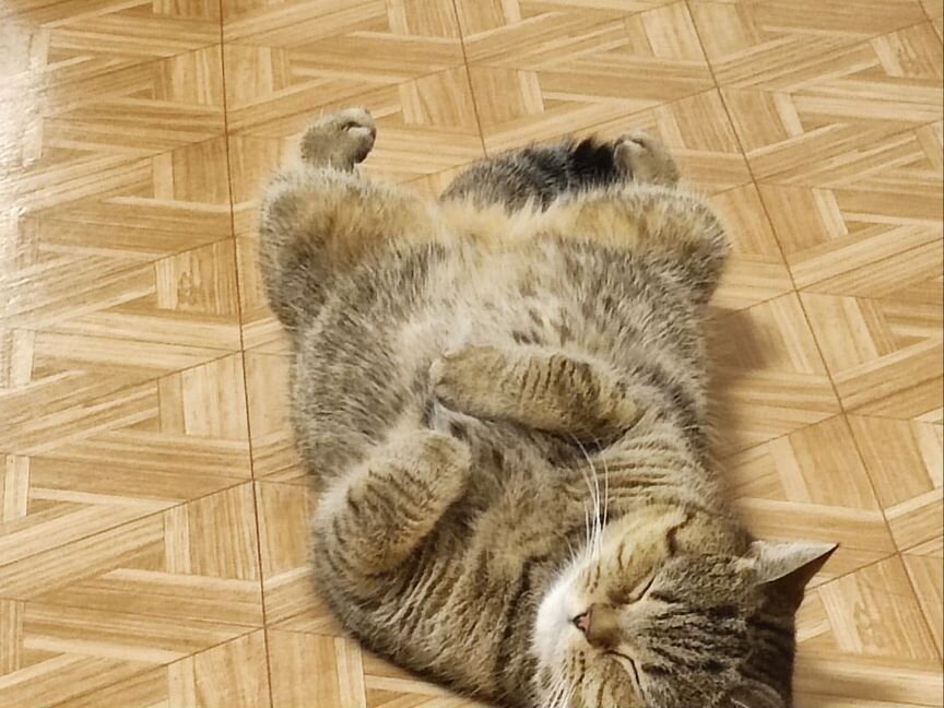 Кошечка в добрые руки