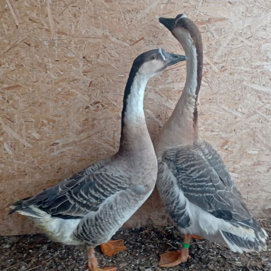 Гуси Китайцы