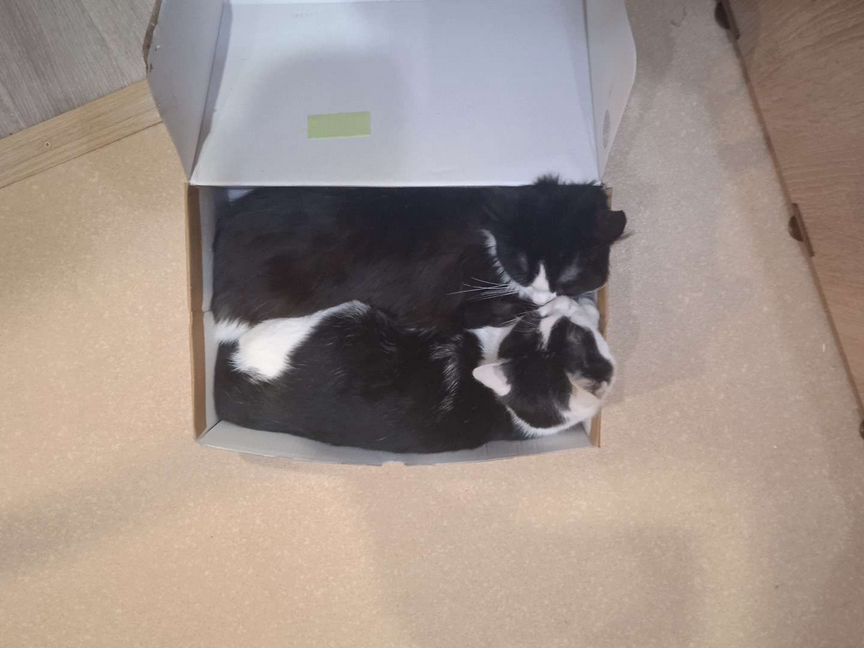 Отдаëм семейную пару котят