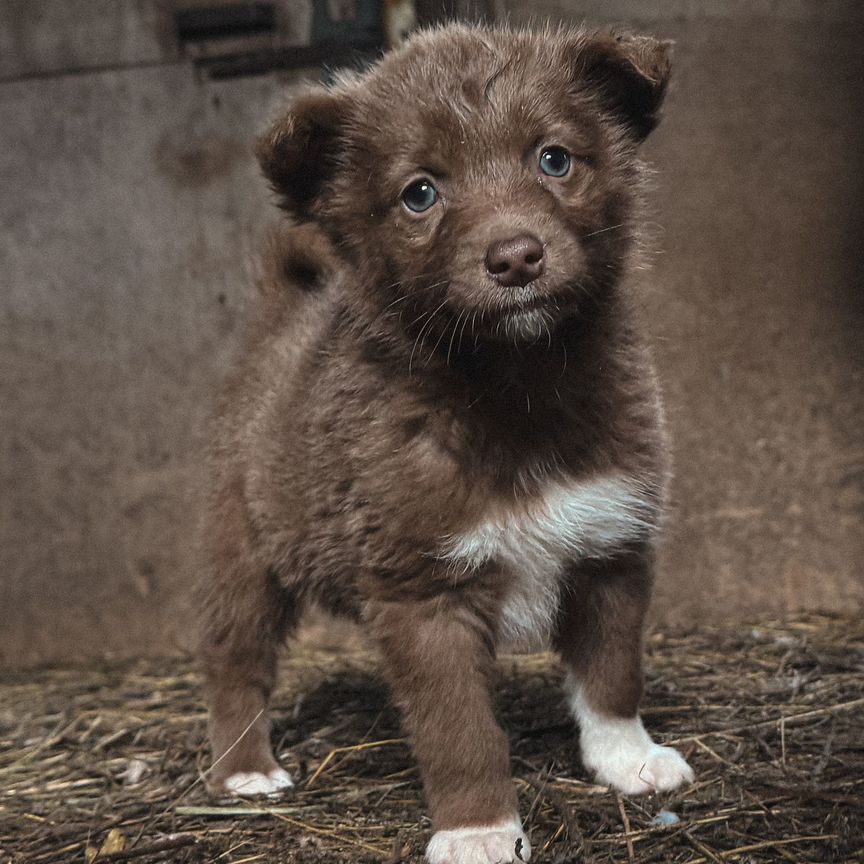 Щенок в добрые руки