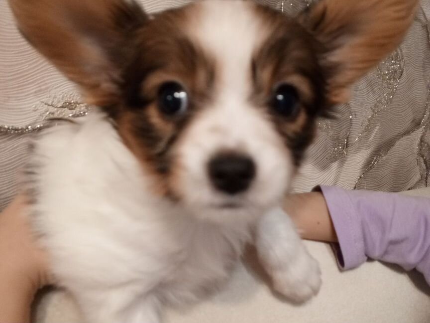 Щенки папийона