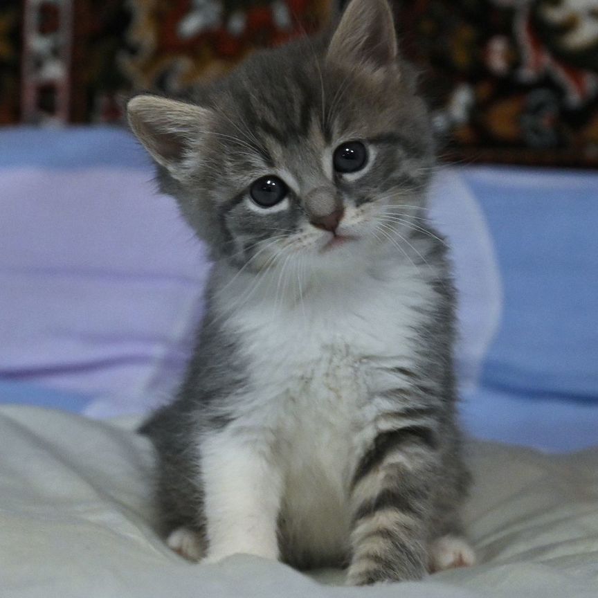 Котёнок в добрые руки