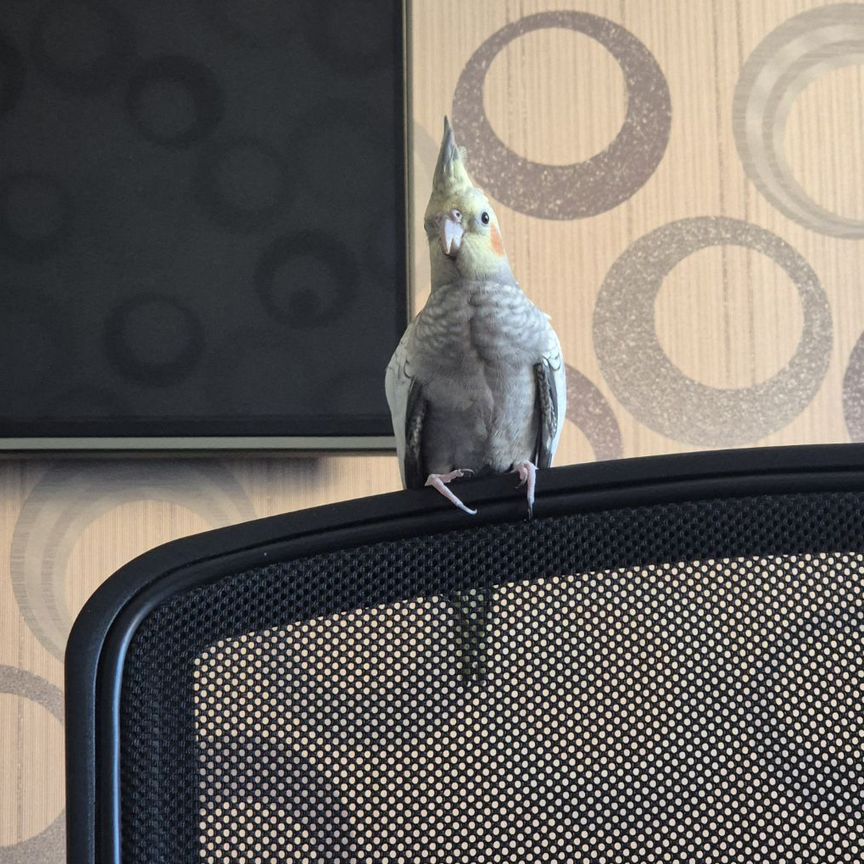 Попугай корелла ручной