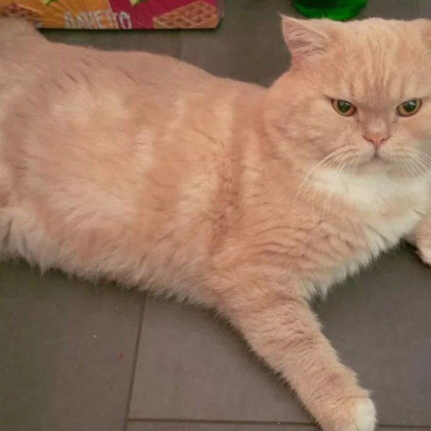 Отдам кота в добрые руки