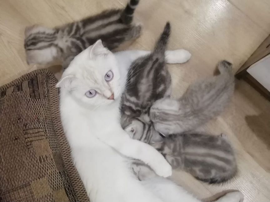 Шотландские котята