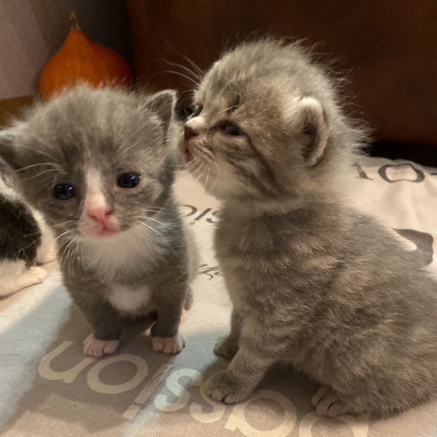 Дарим милых котят