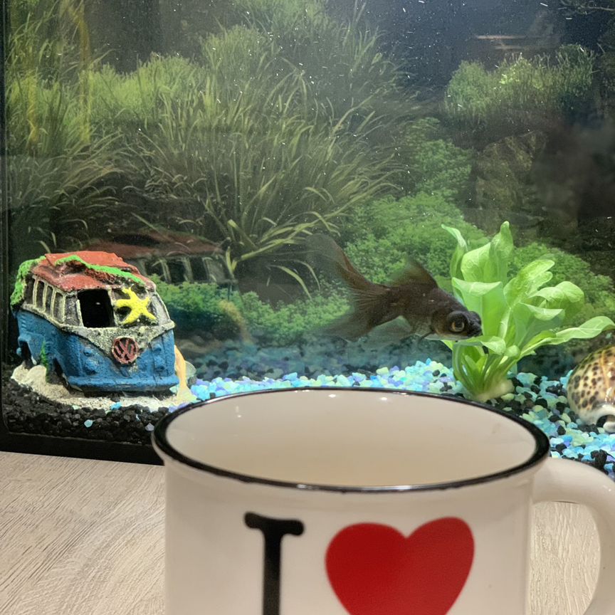 Золотая рыбка телескоп