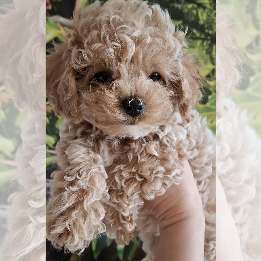 Мальтипу, щенок