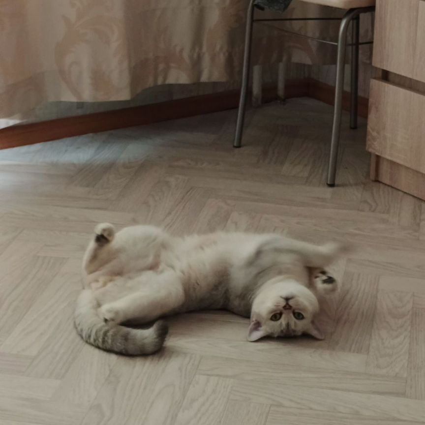 Котята скотиш страйт