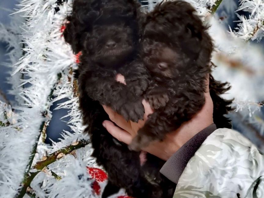 Щенки пуделечки
