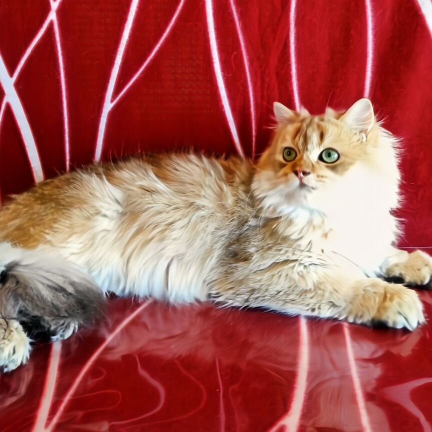 Британский длинношёрстный котёнок