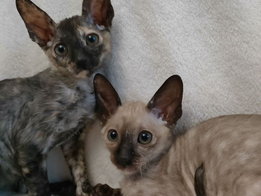 Корниш-рекс - черепаховая кошечка