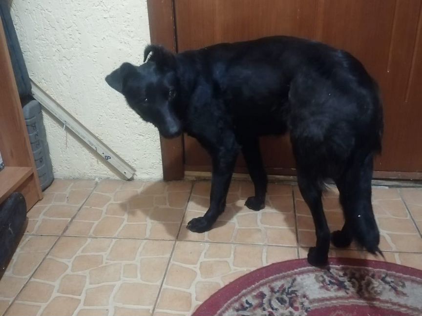 Отдают в добрые руки