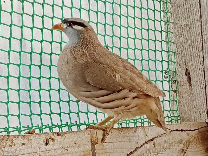 Пустынные куропатки