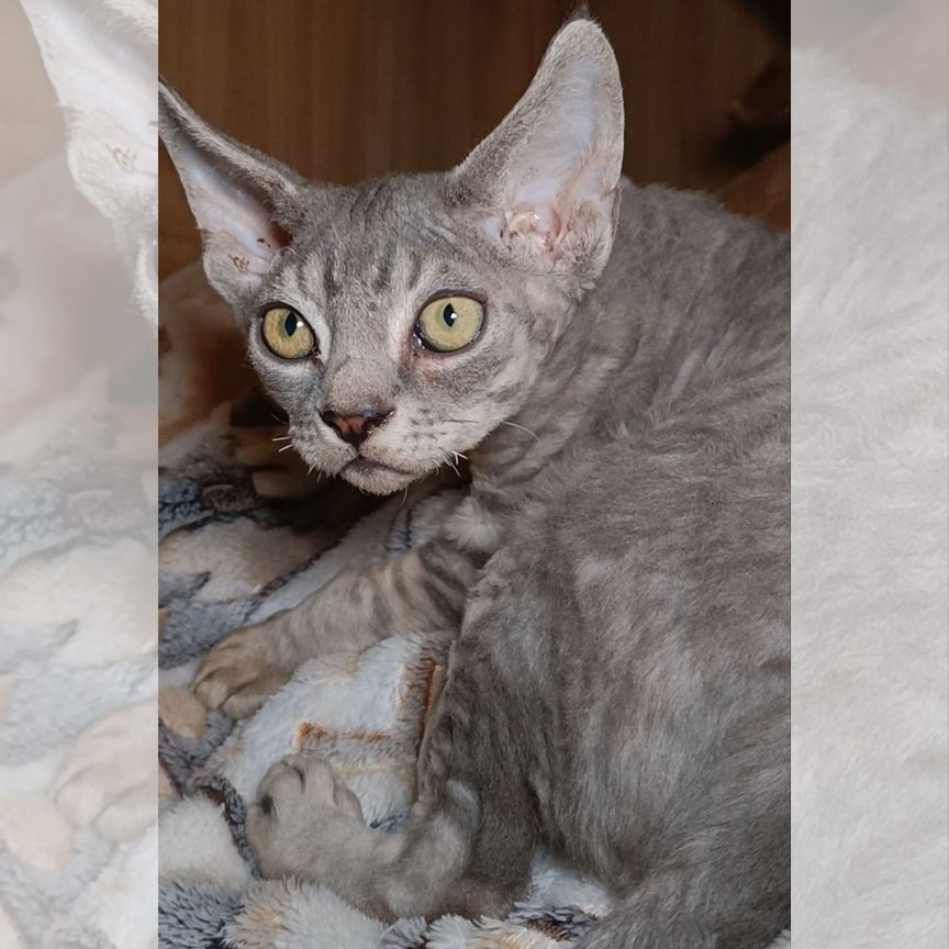 Девон-рекс котёнок